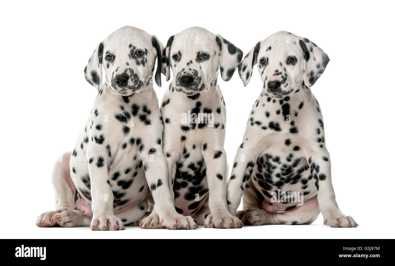 Large dalmatian dog hi-res stock photography and images - Alamy