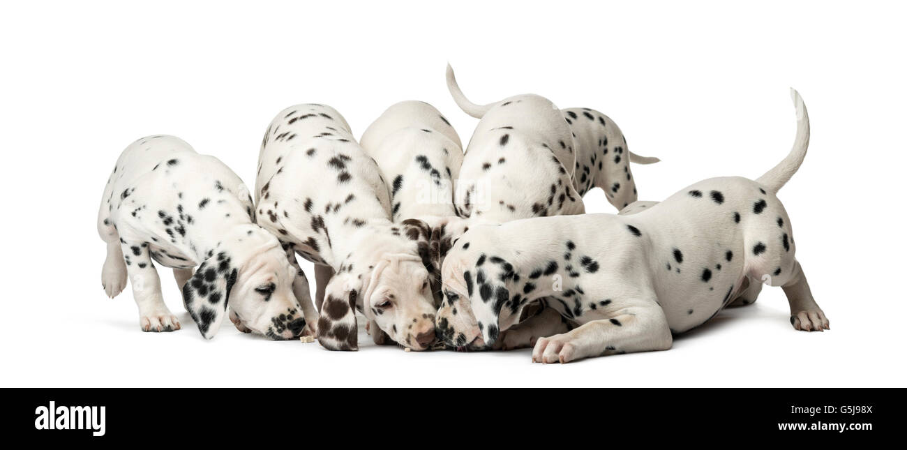 Group of Dalmatian puppies eating in front of a white background Stock ...