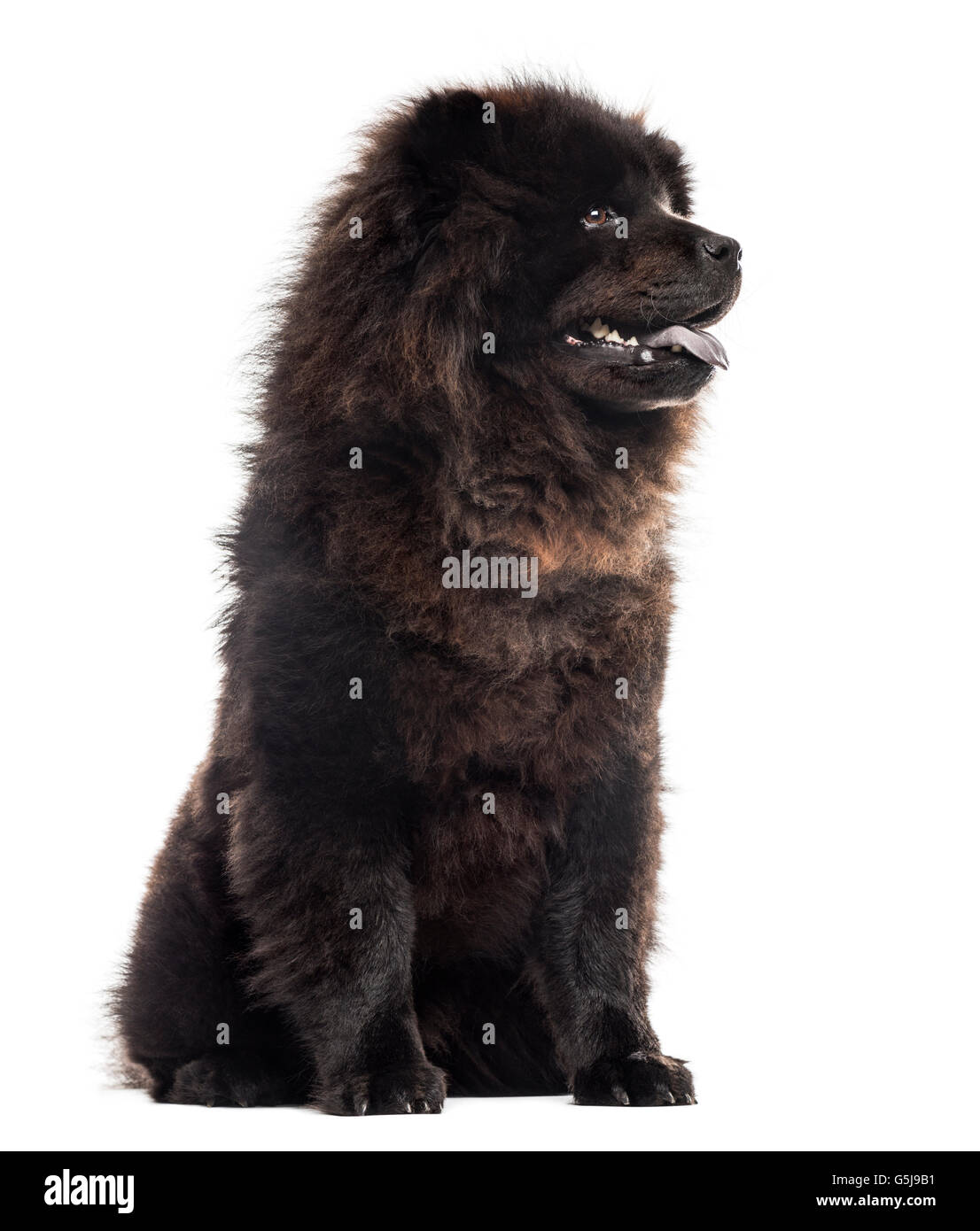 Chow chwo sitting in front of a white background Stock Photo - Alamy