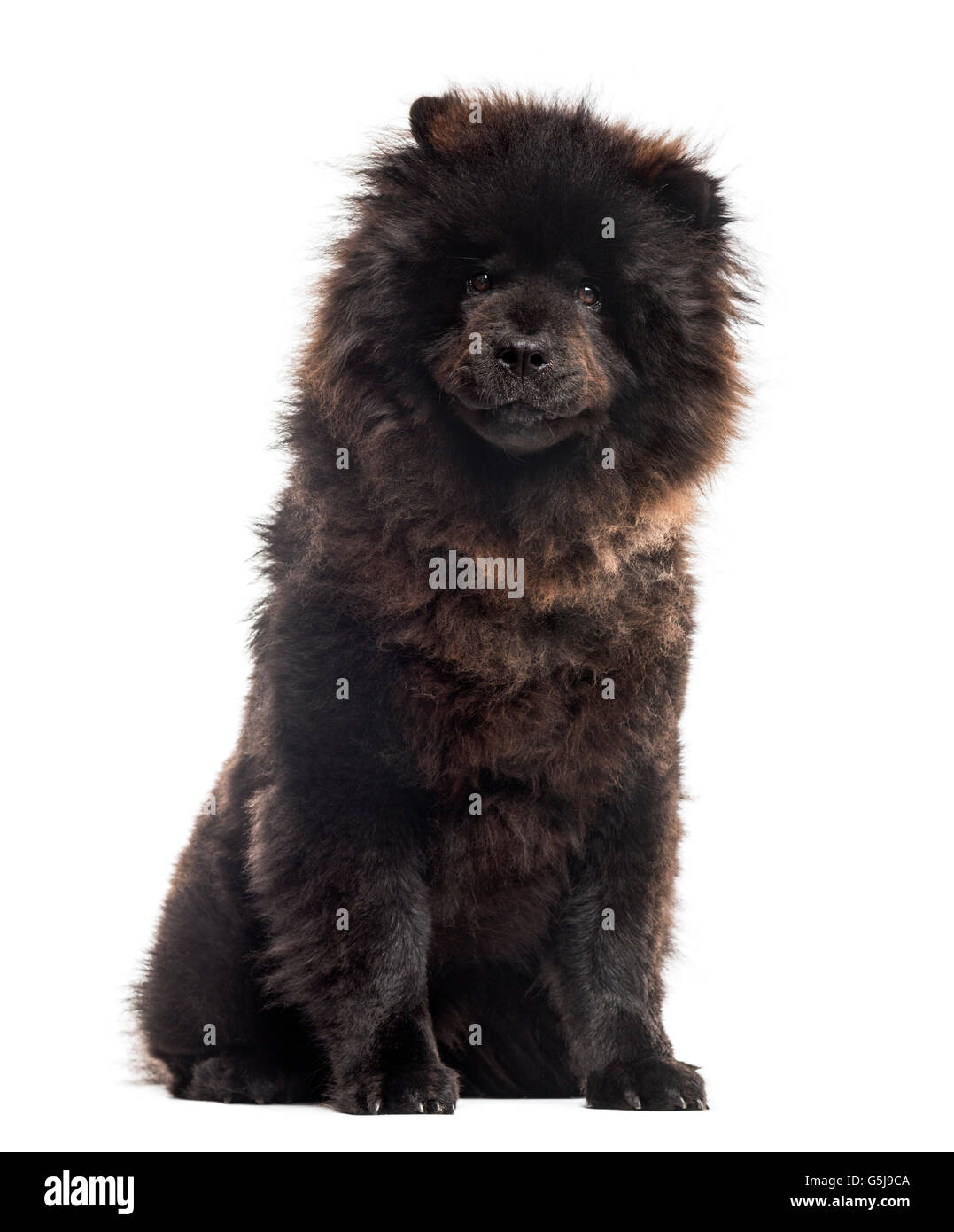Chow chwo sitting in front of a white background Stock Photo - Alamy