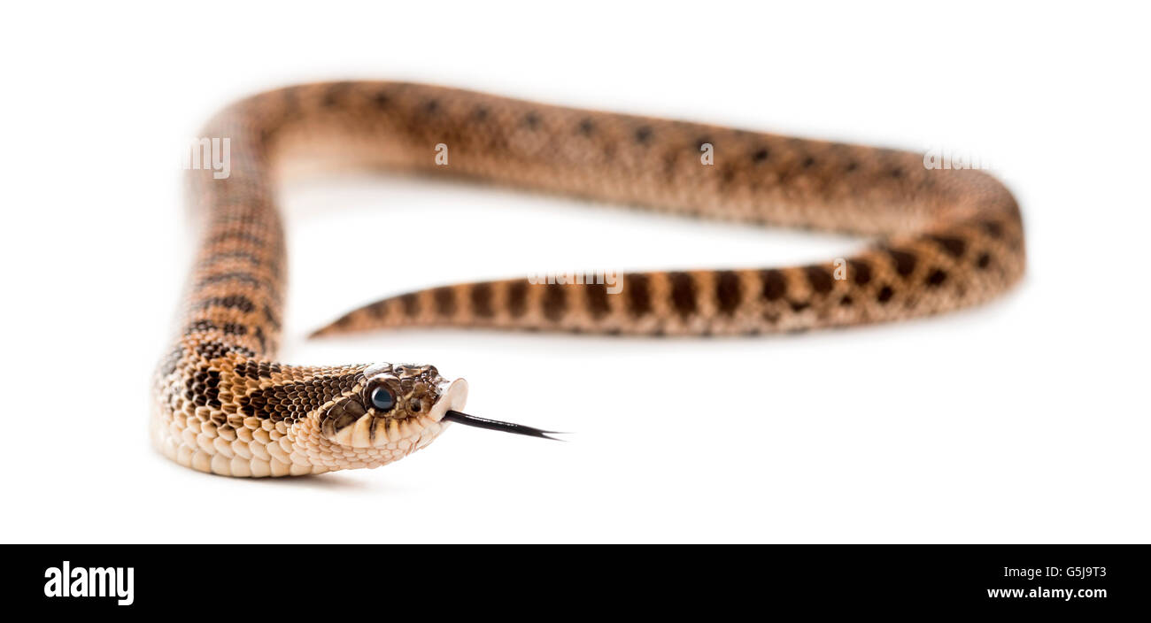 Western hog-nosed snake, Heterodon nasicus against white background ...