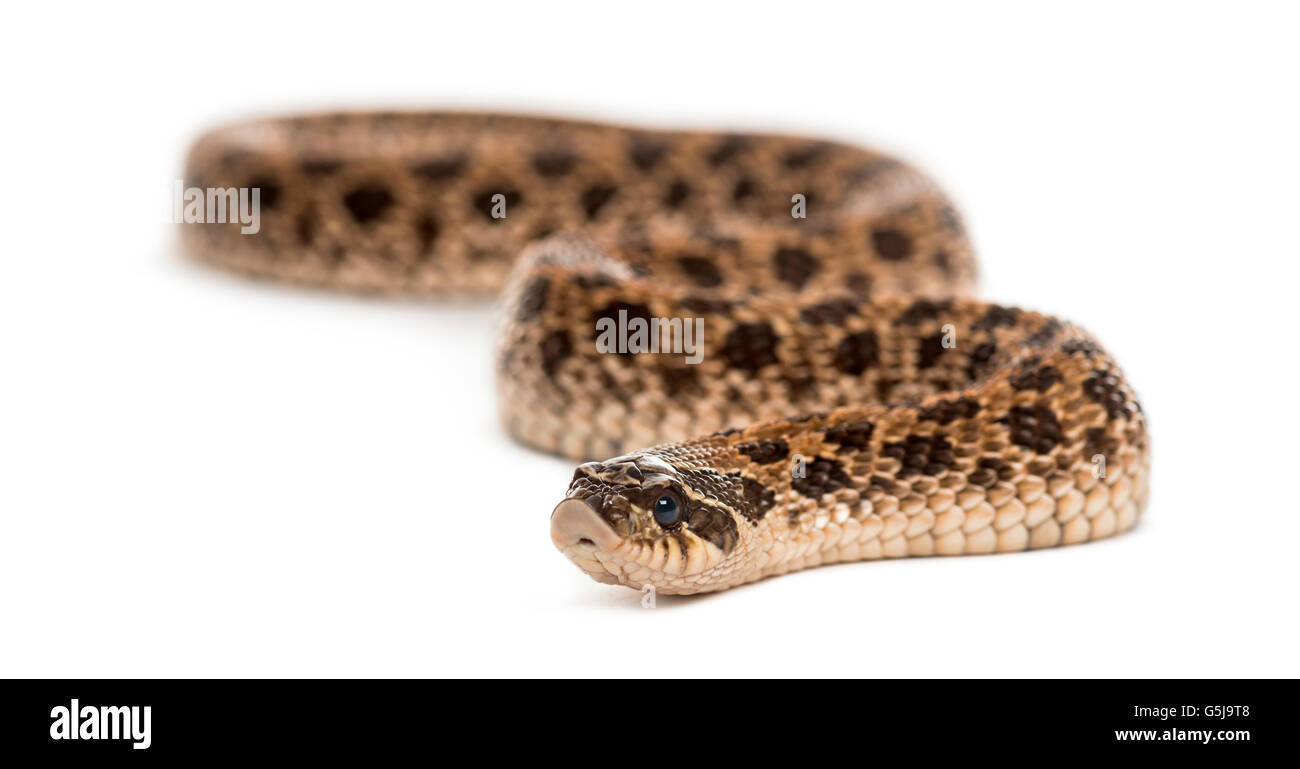 Western hog-nosed snake, Heterodon nasicus against white background ...
