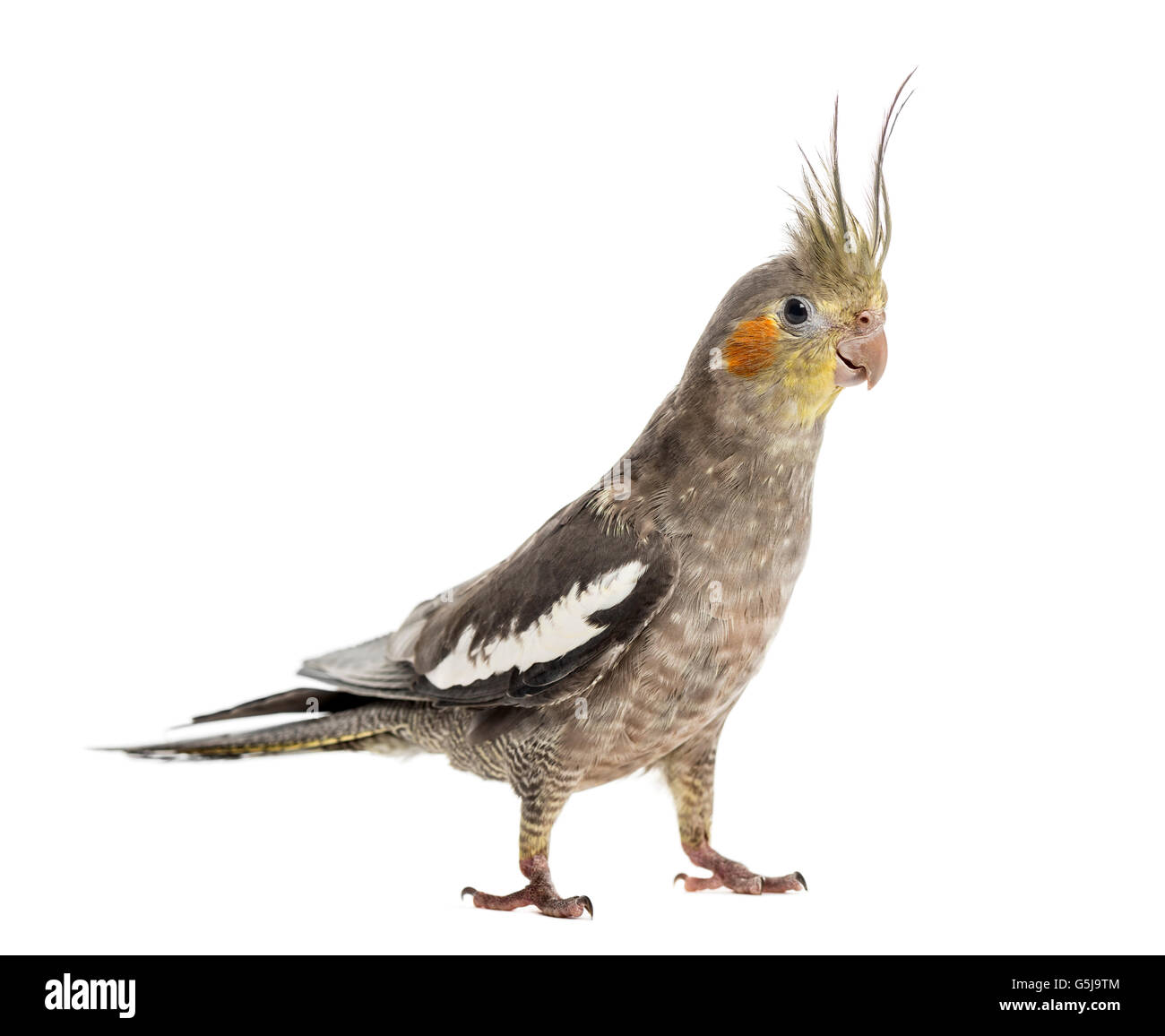 Cockatiel in front of a white background Stock Photo - Alamy