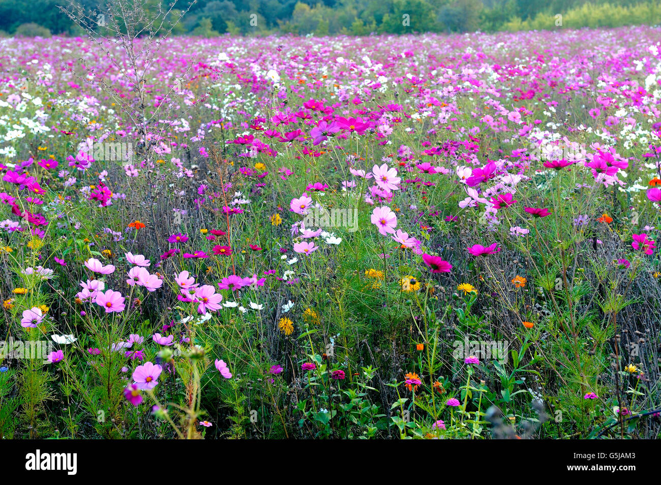 Field of flowers planted by its owner to color the landscape Stock ...