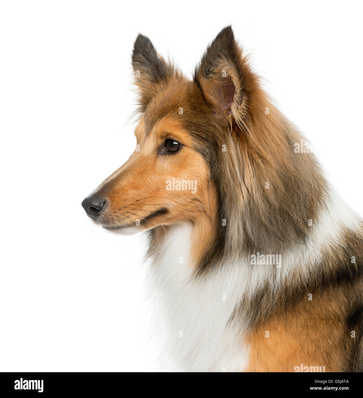 Close-up of a Shetland Sheepdog in front of a white background Stock ...