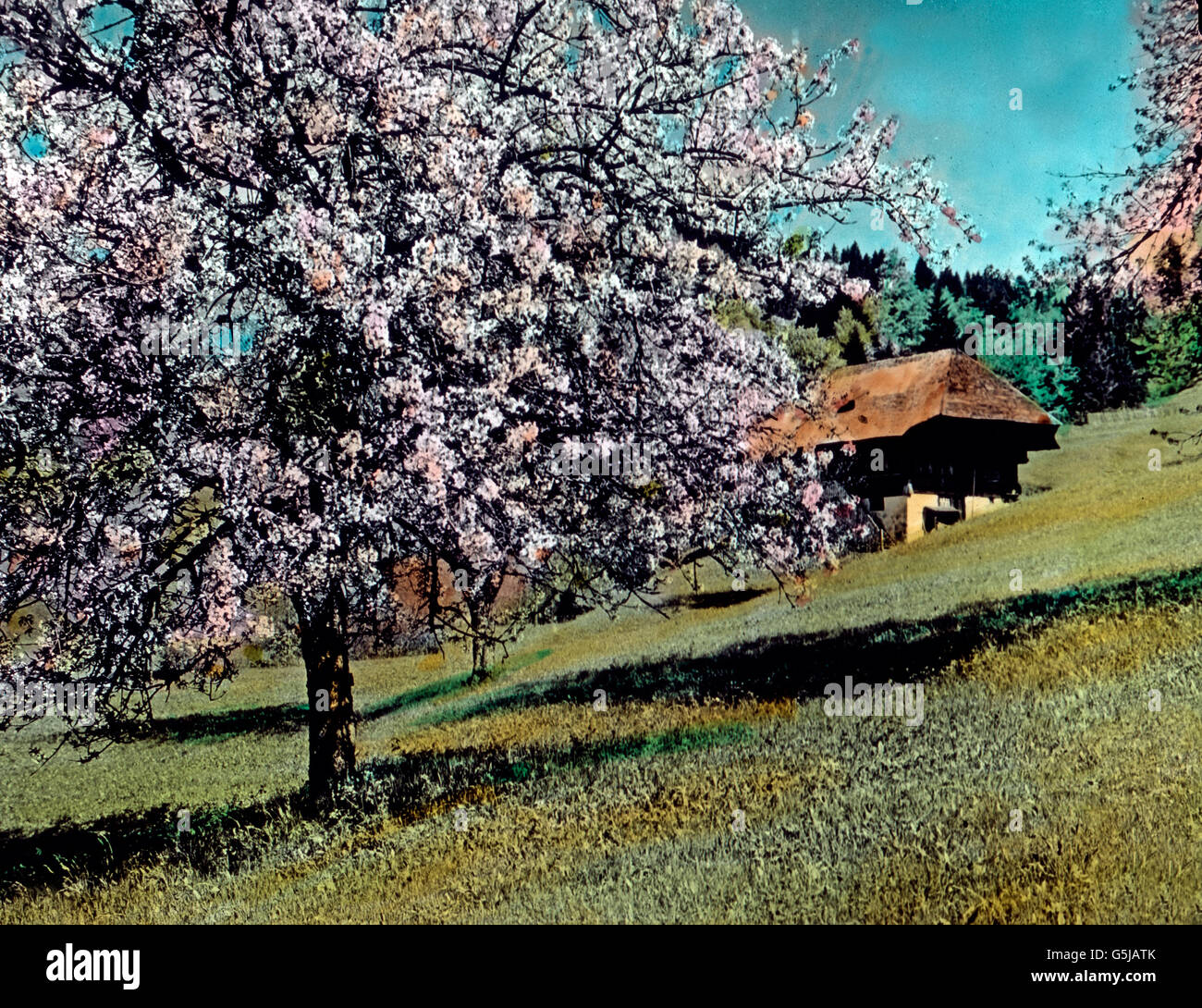 Gedicht auf baum hi-res stock photography and images - Alamy