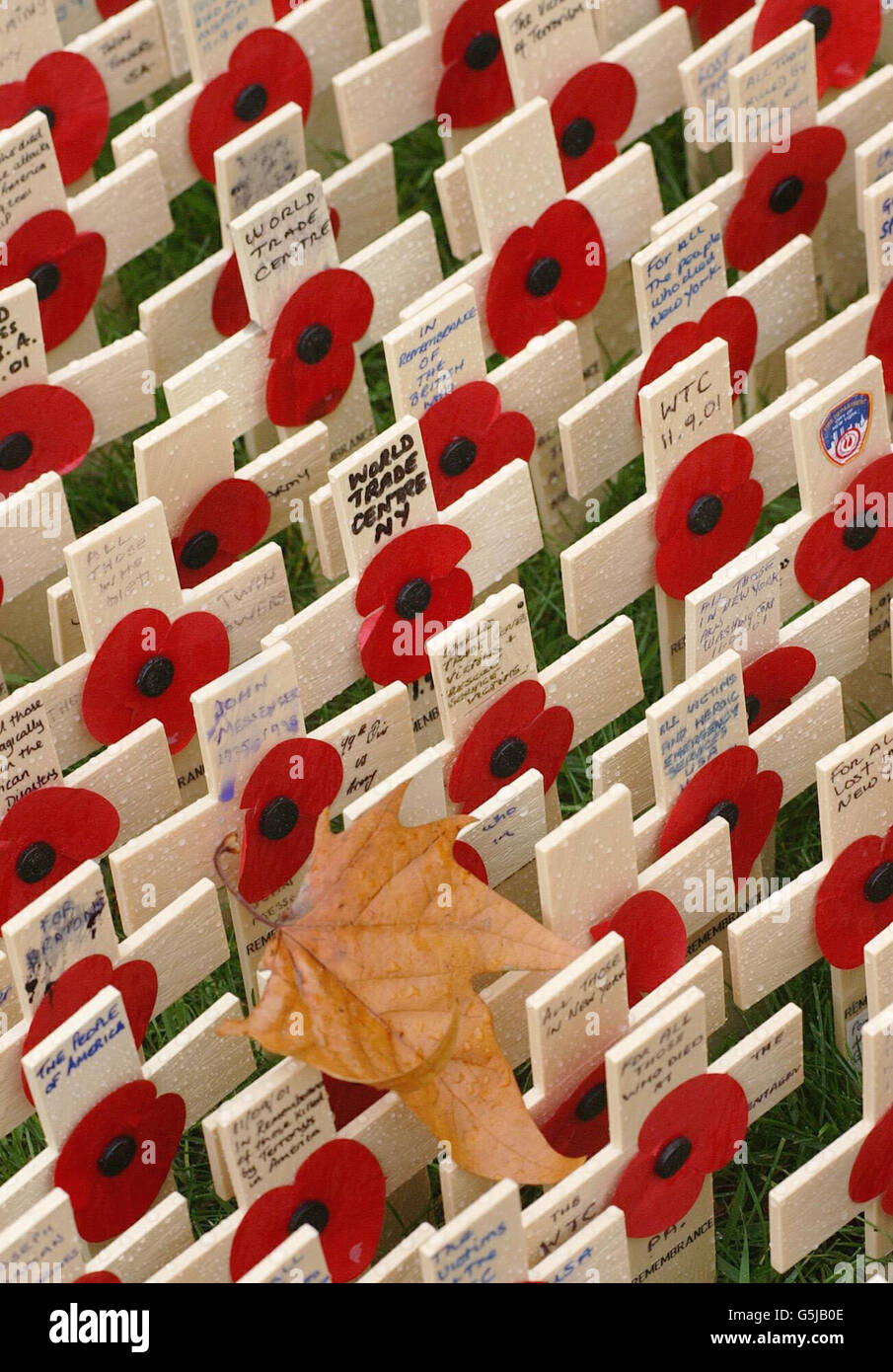 Remeberance day poppies Stock Photo - Alamy