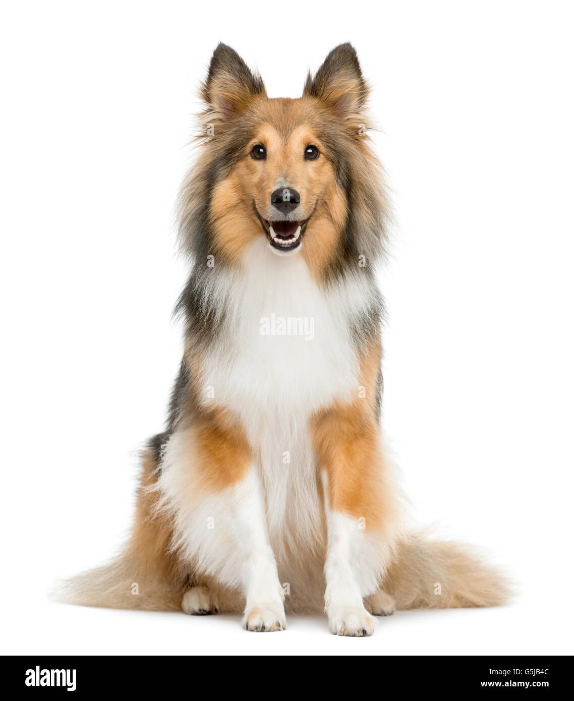 Shetland Sheepdog sitting in front of a white background Stock Photo ...