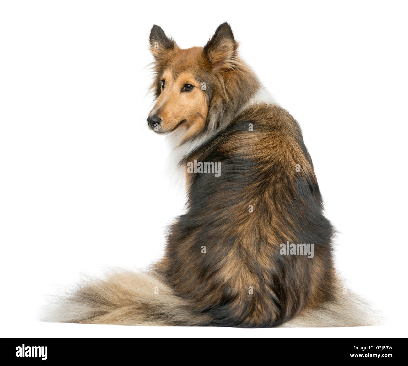 Rear view of a Shetland Sheepdog sitting in front of a white background ...