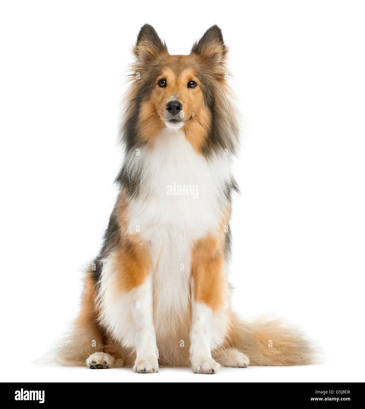 Sheepdog sitting hi-res stock photography and images - Alamy