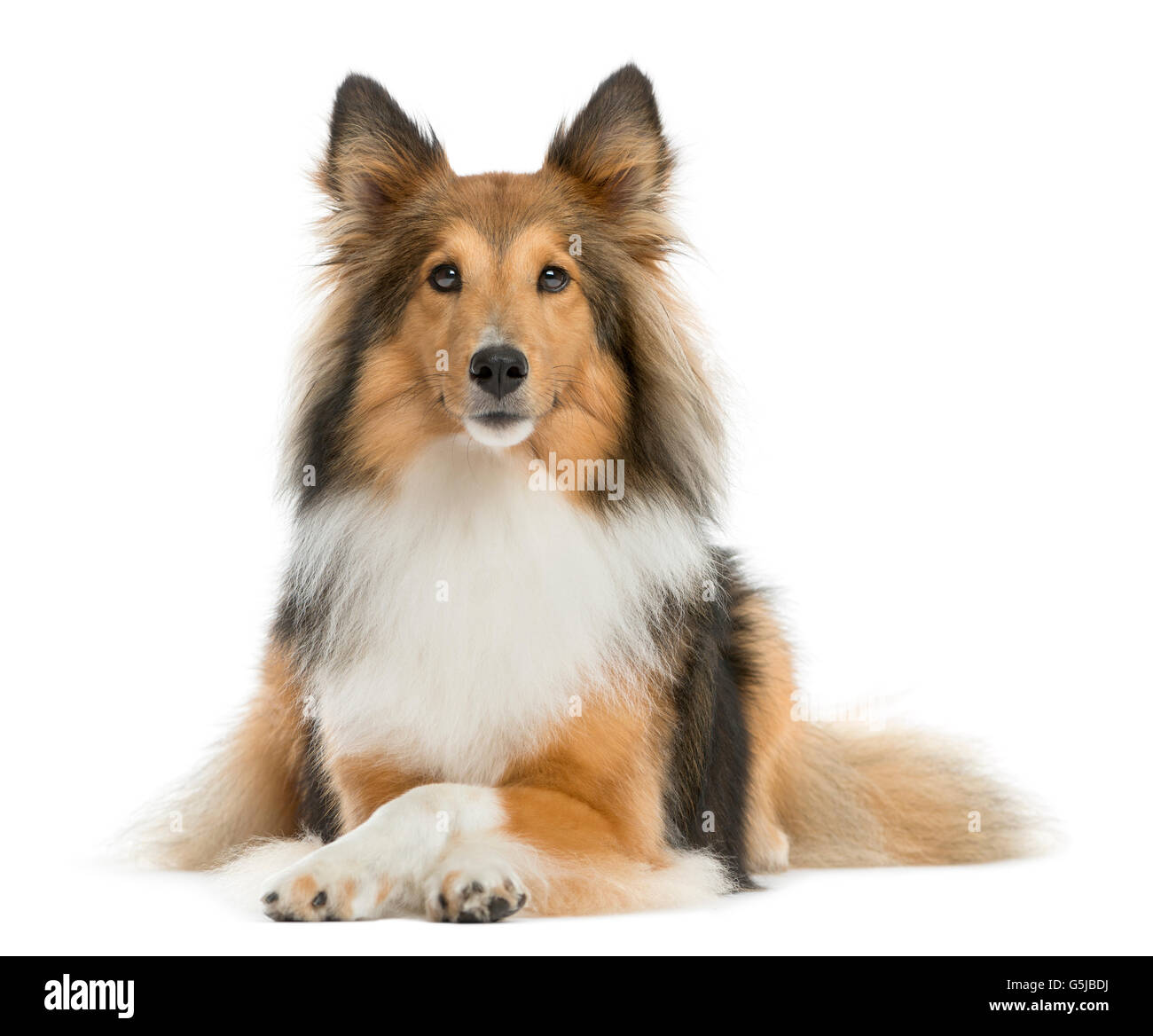 Shetland Sheepdog lying in front of a white background Stock Photo - Alamy
