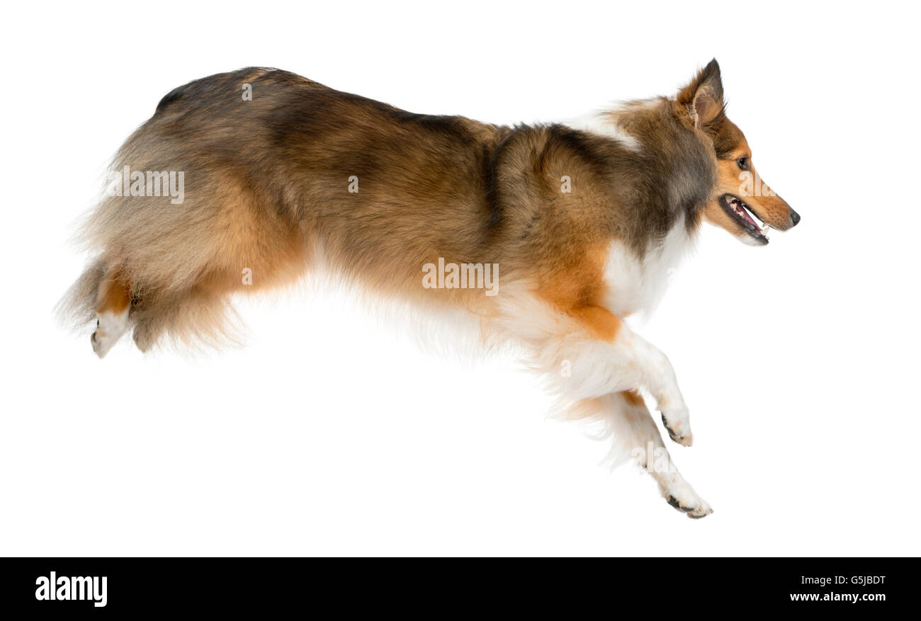 Shetland Sheepdog jumping in front of a white background Stock Photo ...