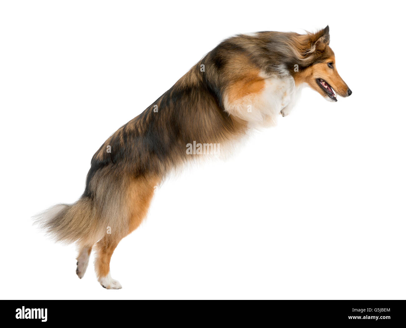Shetland Sheepdog jumping in front of a white background Stock Photo ...