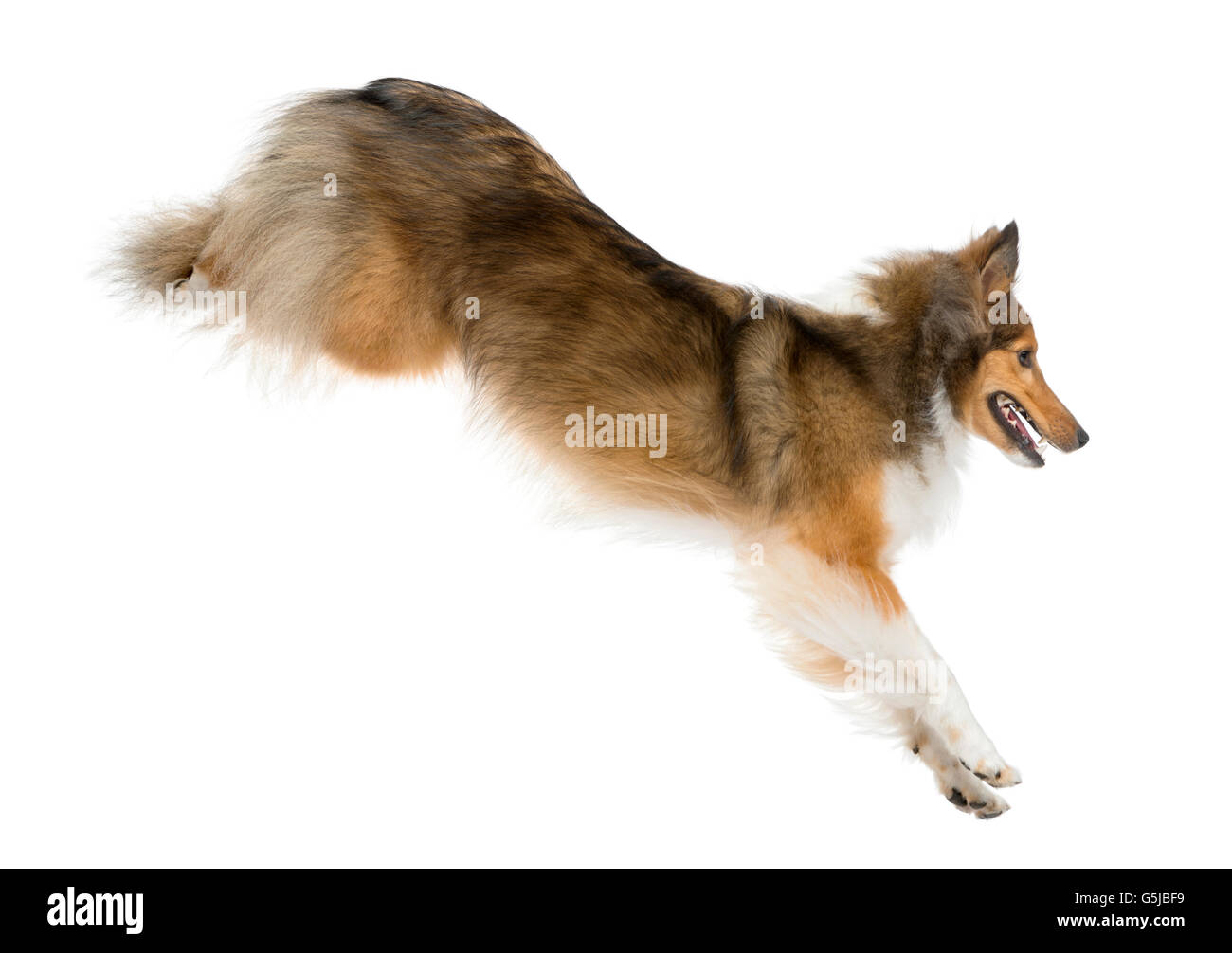 Shetland Sheepdog jumping in front of a white background Stock Photo ...