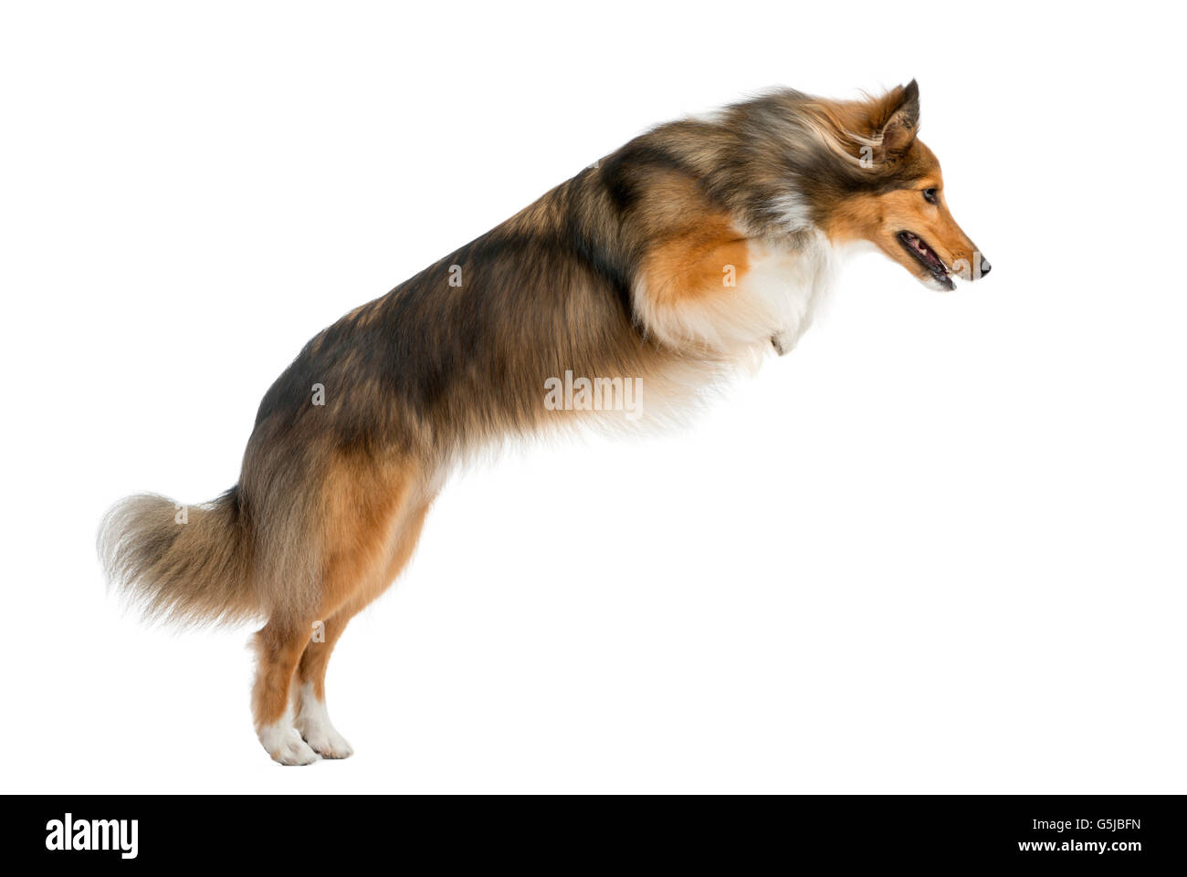 Shetland Sheepdog jumping in front of a white background Stock Photo ...