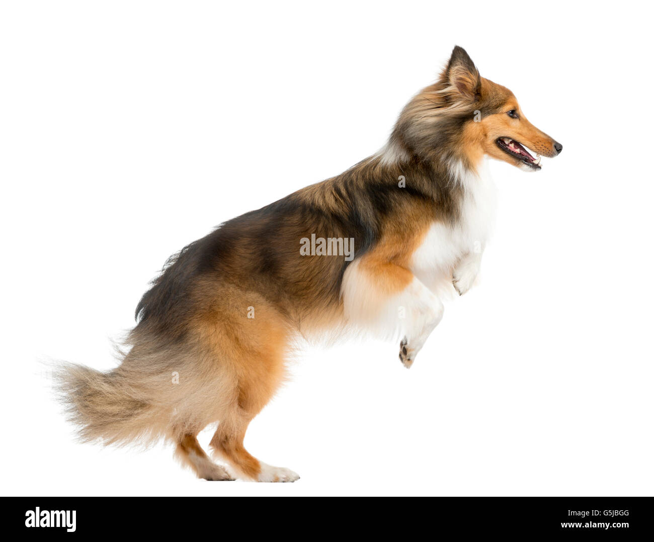 Shetland Sheepdog jumping in front of a white background Stock Photo ...