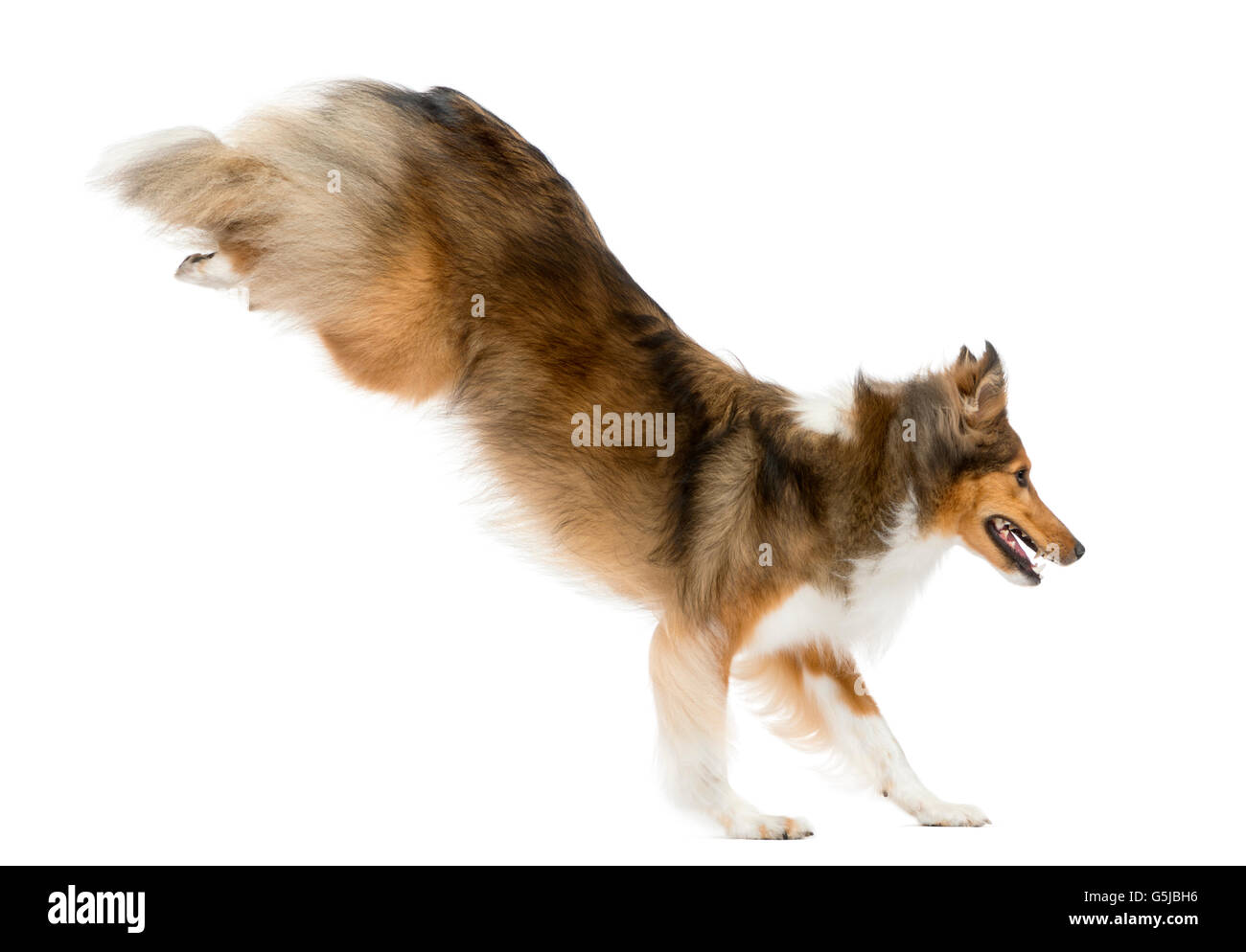 Shetland Sheepdog jumping in front of a white background Stock Photo ...