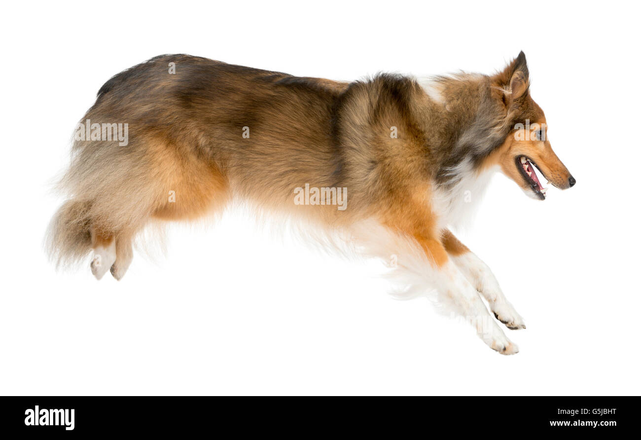 Shetland Sheepdog jumping in front of a white background Stock Photo ...
