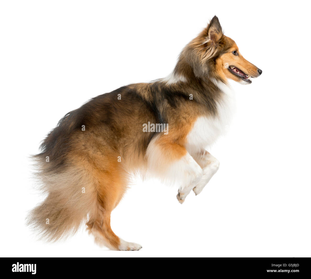 Shetland Sheepdog jumping in front of a white background Stock Photo ...