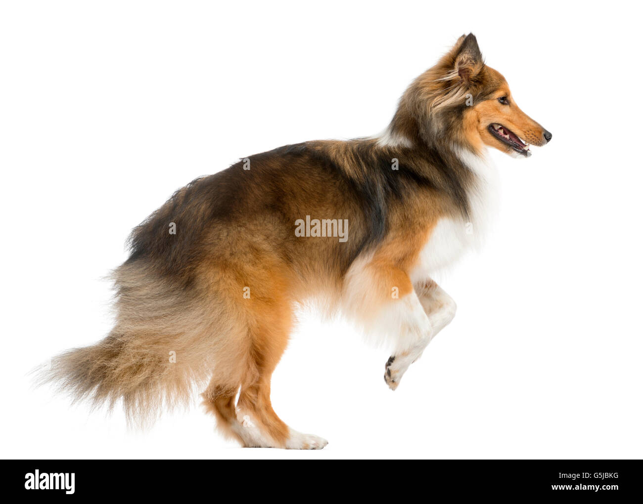 Shetland Sheepdog jumping in front of a white background Stock Photo ...