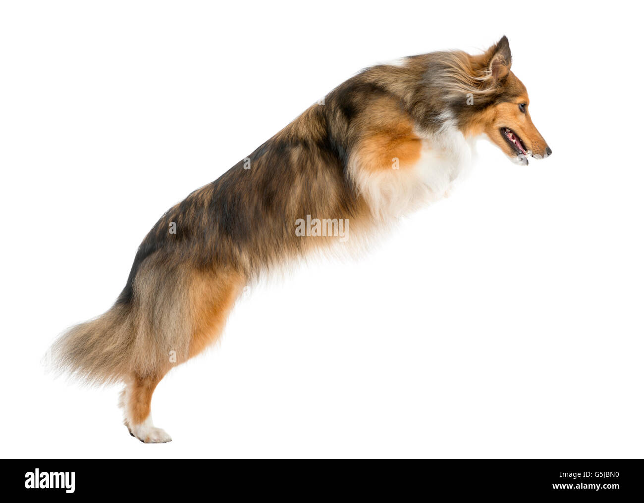 Shetland Sheepdog jumping in front of a white background Stock Photo ...