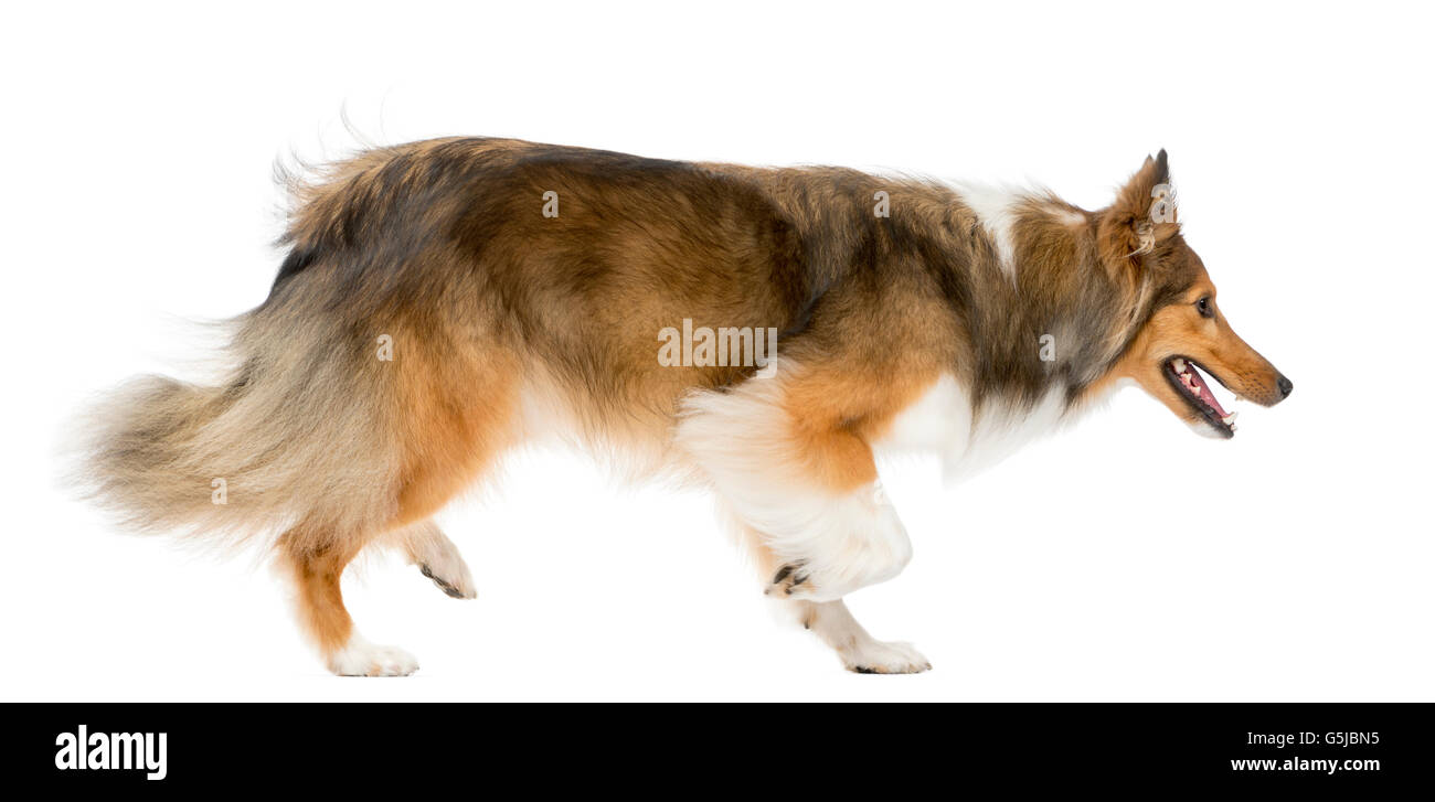 Running sheltie Cut Out Stock Images & Pictures - Alamy