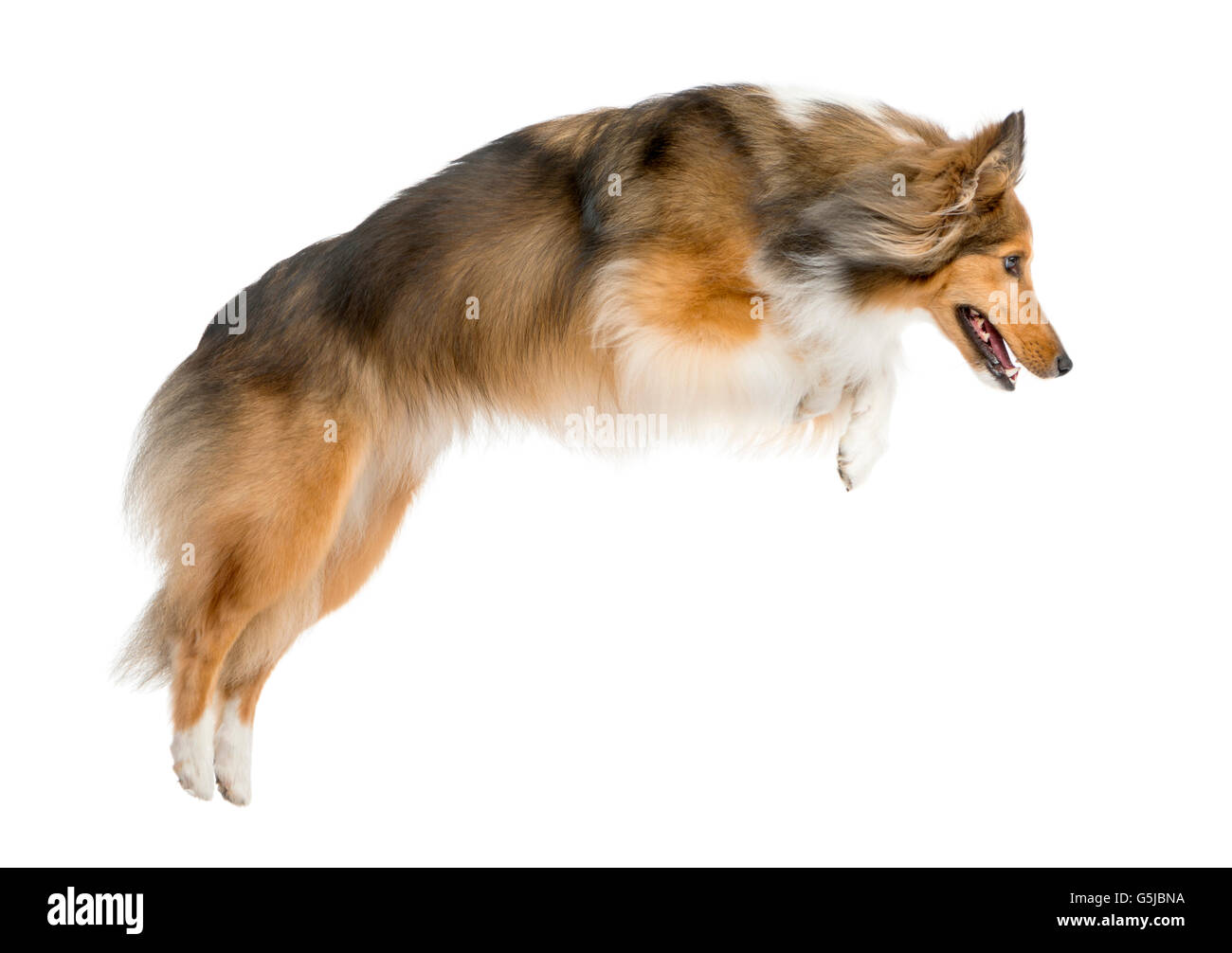Shetland Sheepdog jumping in front of a white background Stock Photo ...