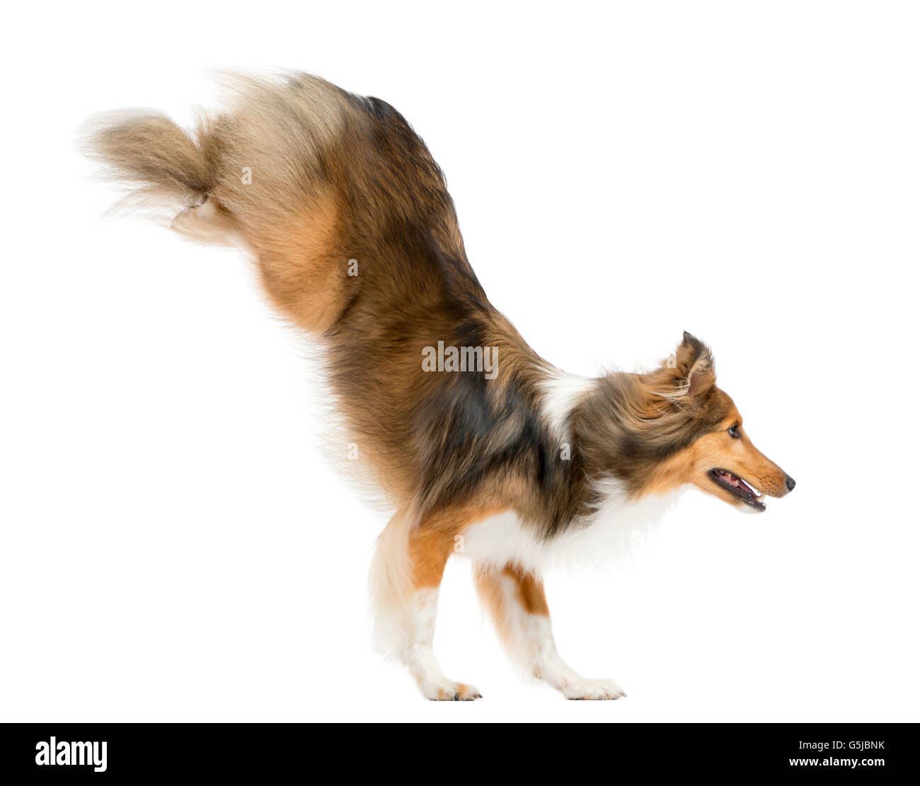 Shetland Sheepdog jumping in front of a white background Stock Photo ...