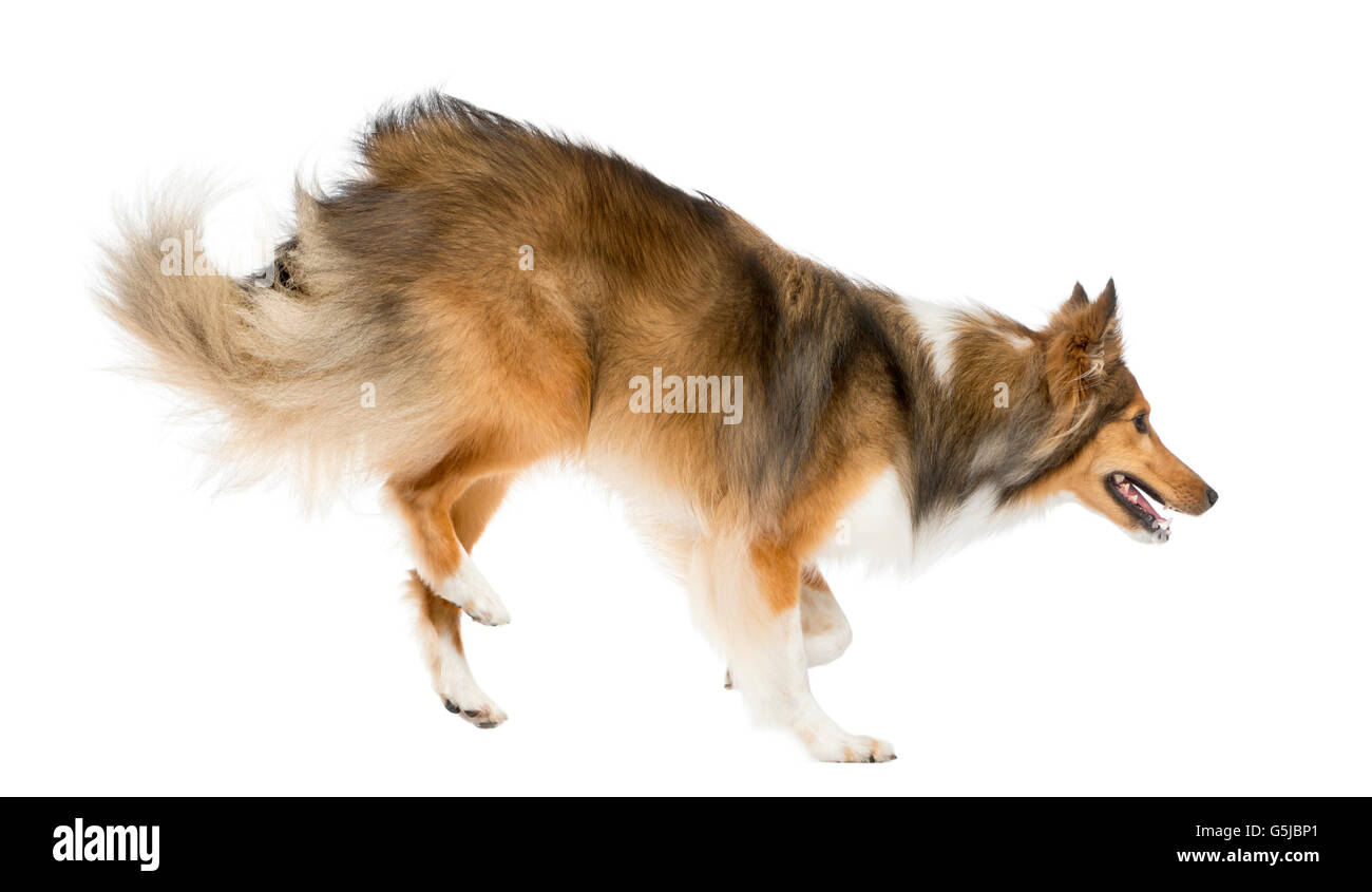 Shetland Sheepdog jumping in front of a white background Stock Photo ...