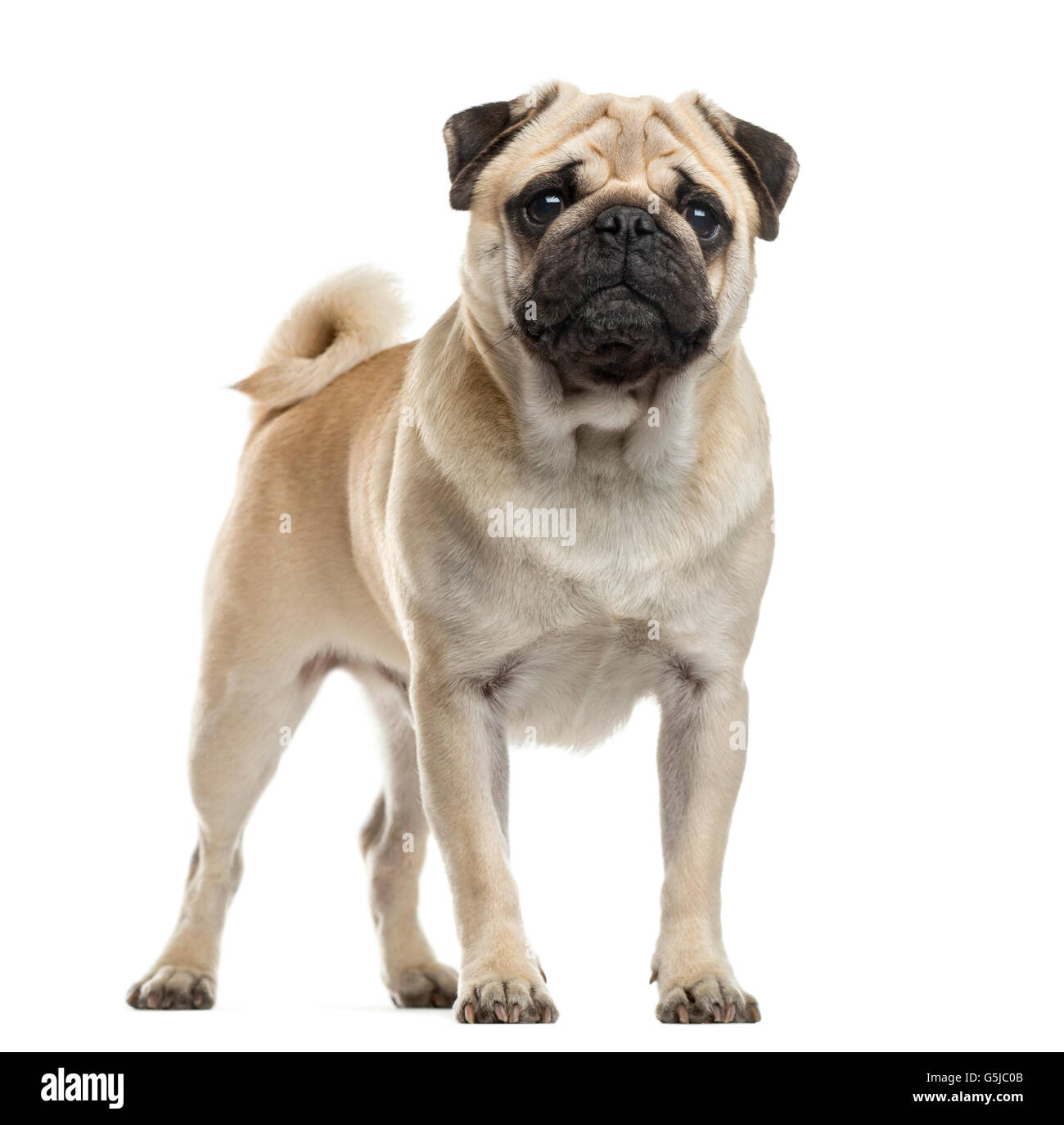 Pug standing in front of a white background Stock Photo - Alamy
