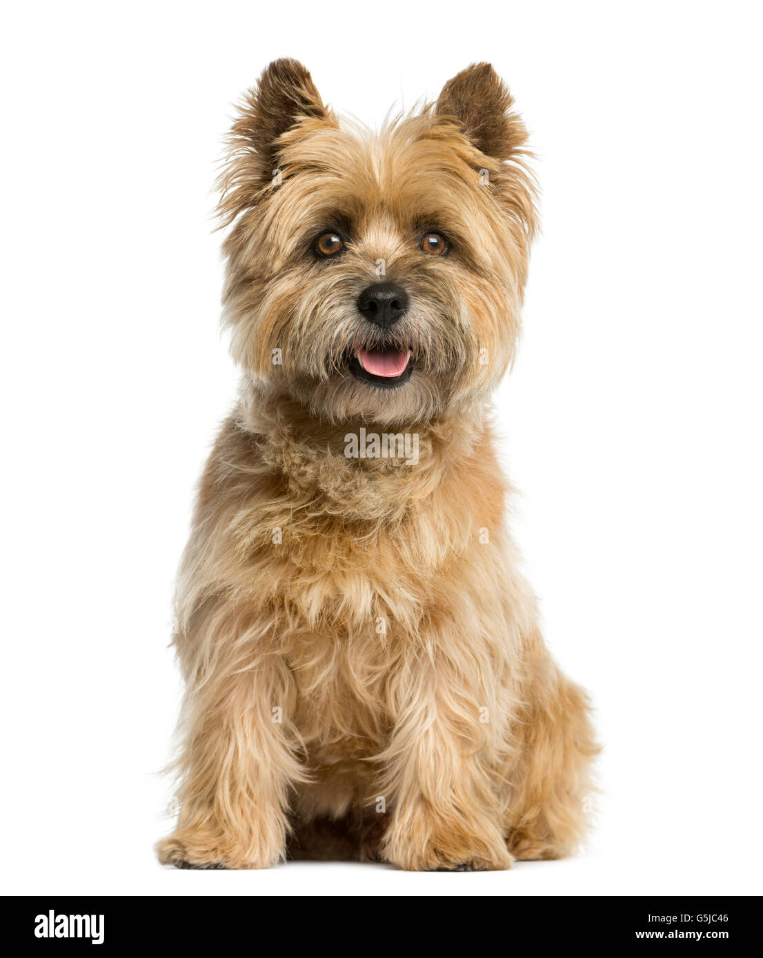 Cairn terrier sitting in front of a white background Stock Photo - Alamy
