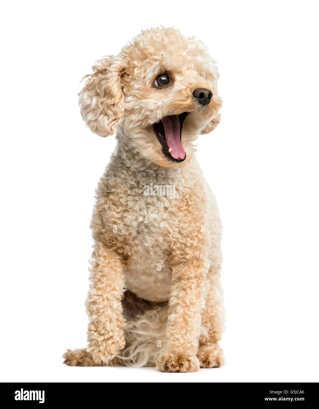 Poodle yawning in front of a white background Stock Photo - Alamy