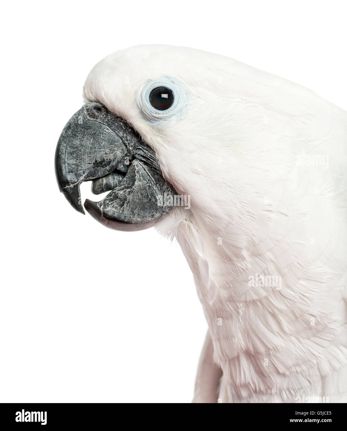 Close-up of a Cockatoo in front of a white background Stock Photo - Alamy