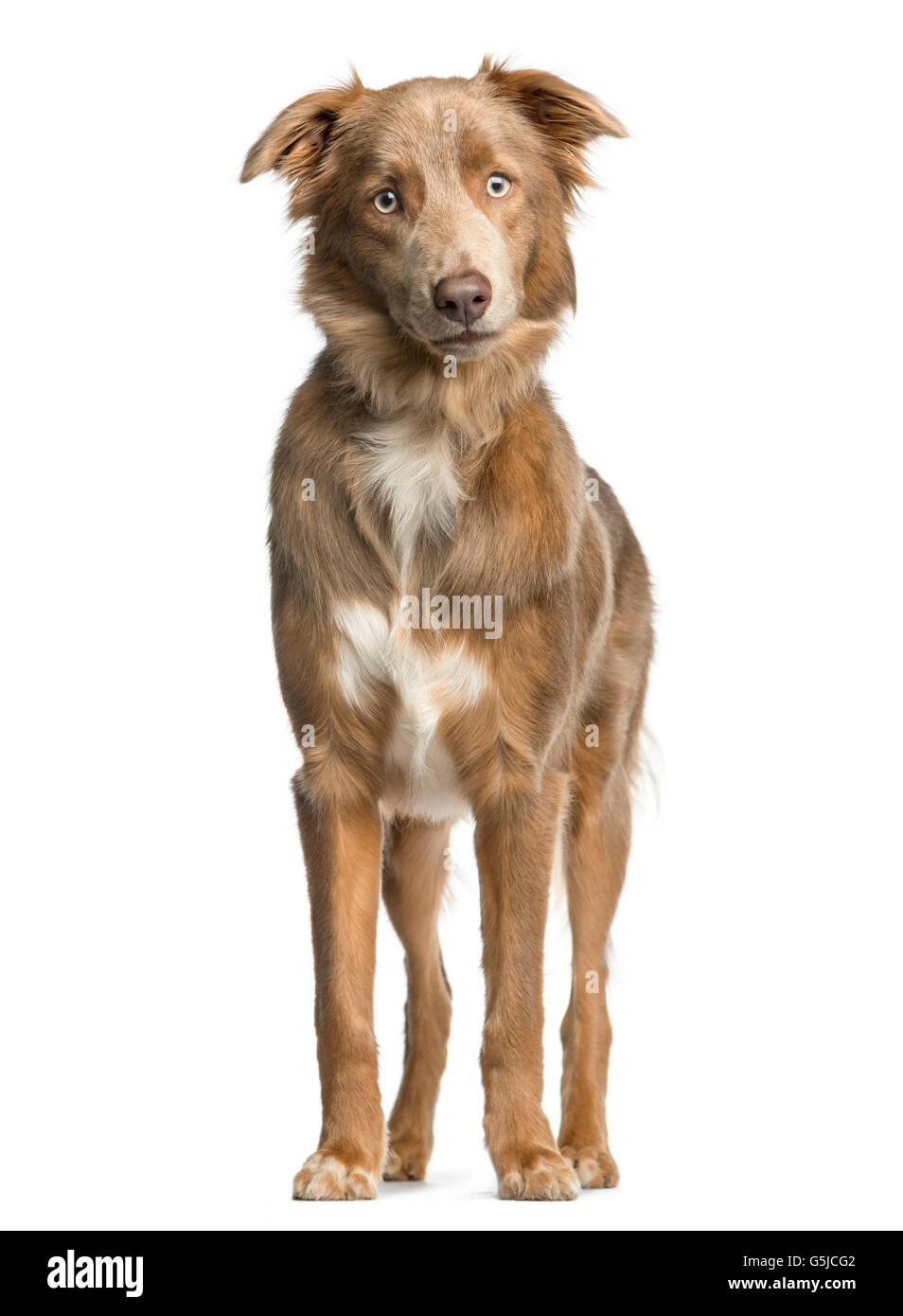 Australian shepherd standing hi-res stock photography and images - Alamy
