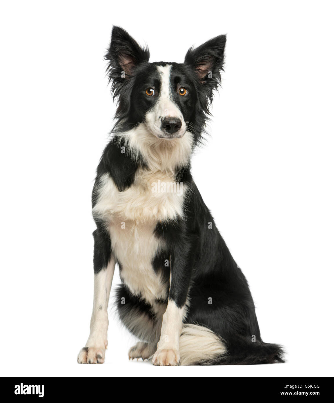 Border Collie sitting in front of a white background Stock Photo - Alamy
