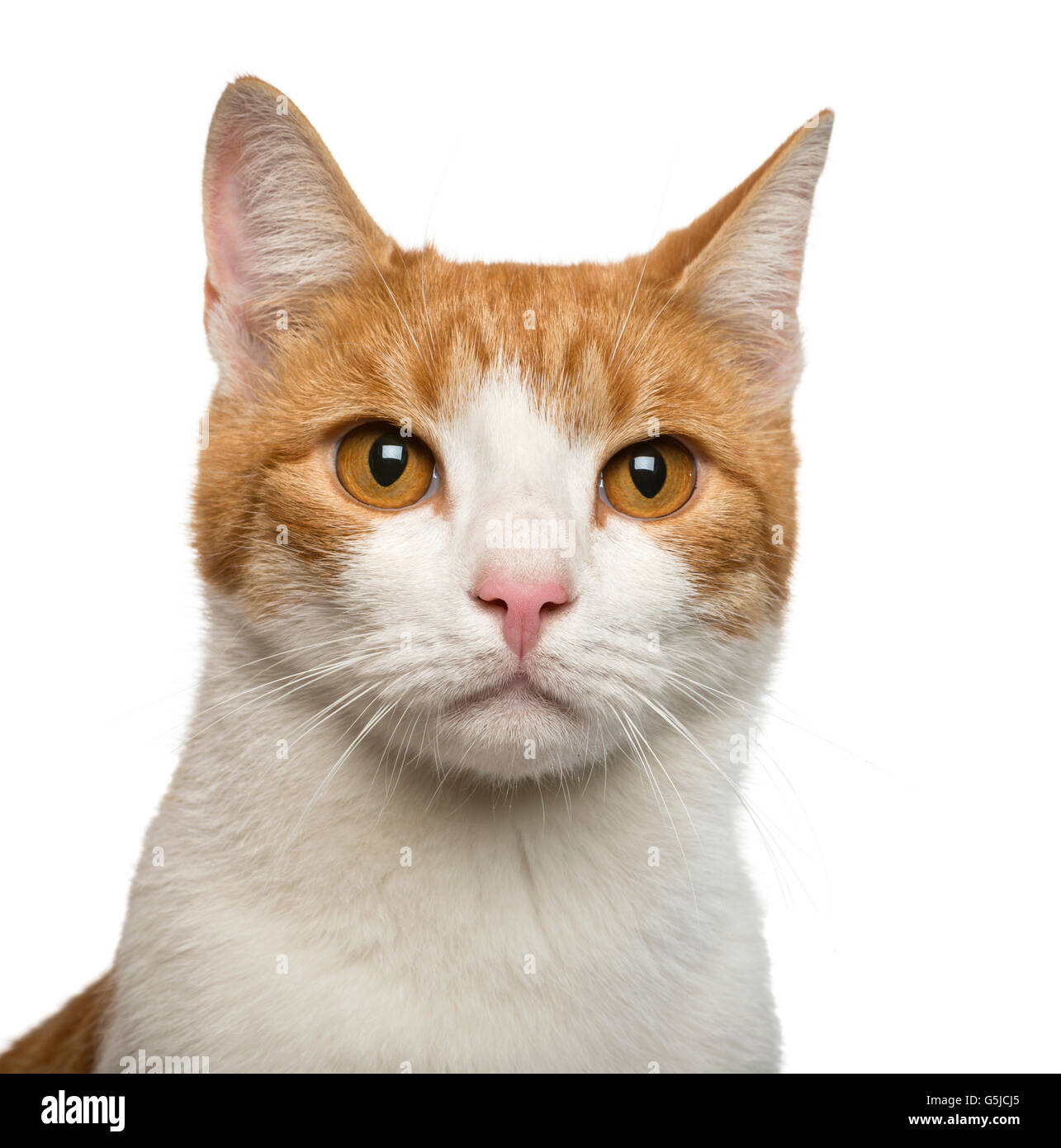 Close-up of a cat in front of white background Stock Photo - Alamy