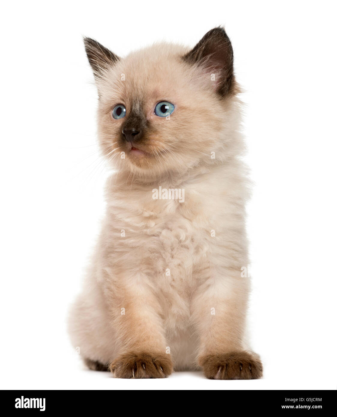 Kitten in front of white background Stock Photo - Alamy