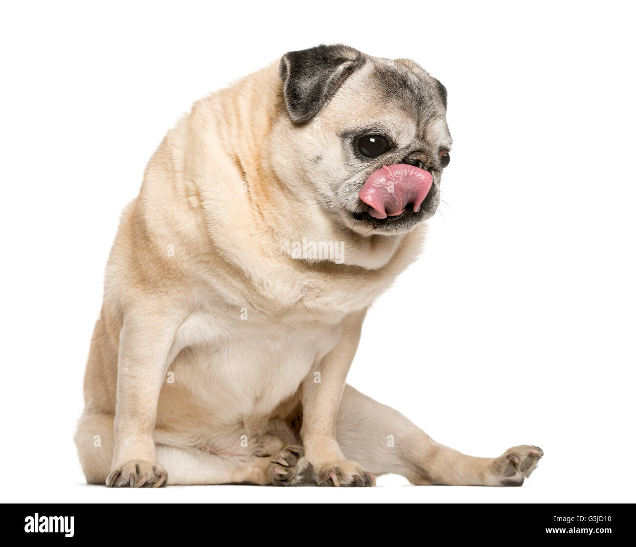 Mentally Retarded Animals