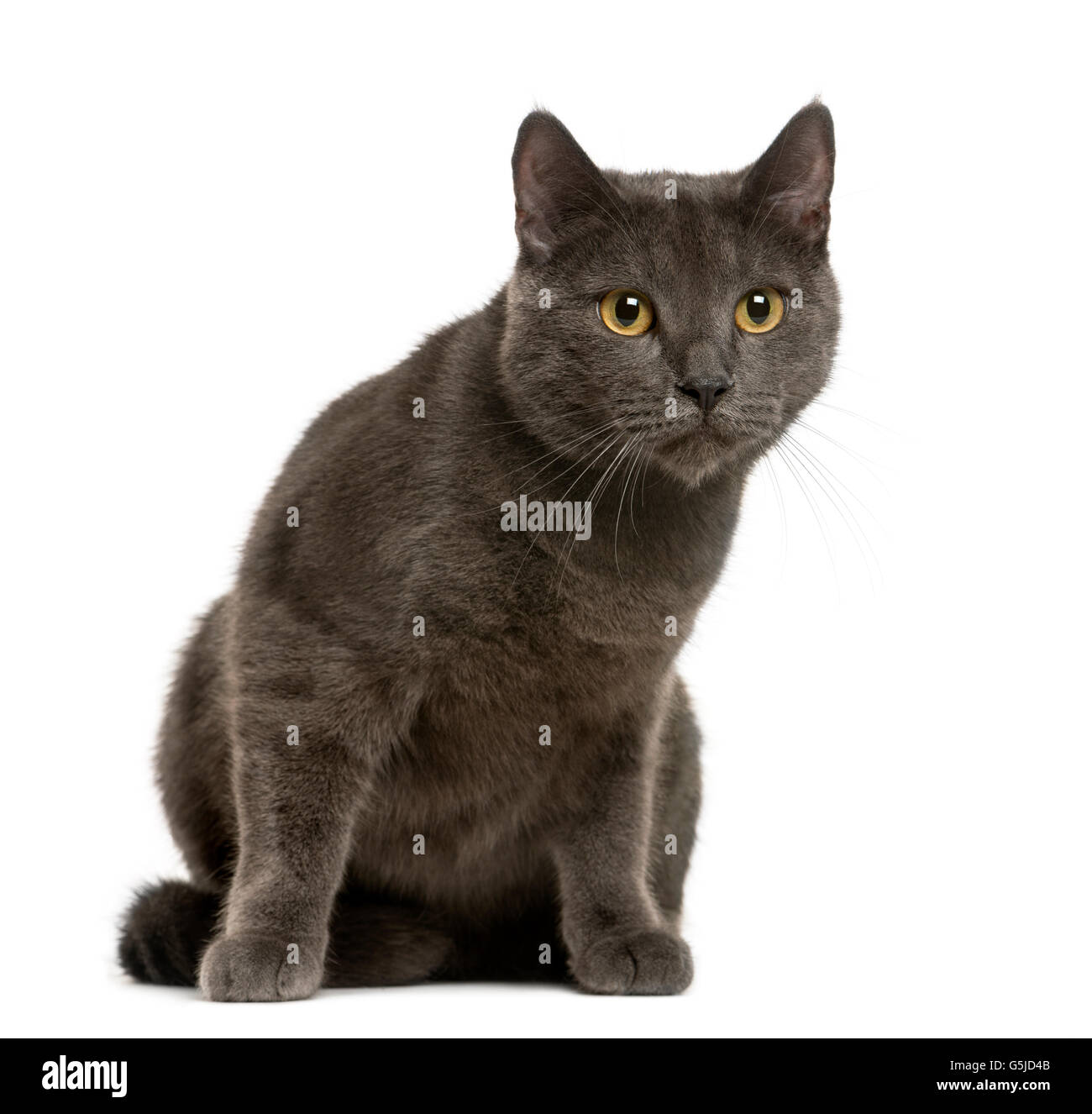 Chartreux in front of white background Stock Photo - Alamy
