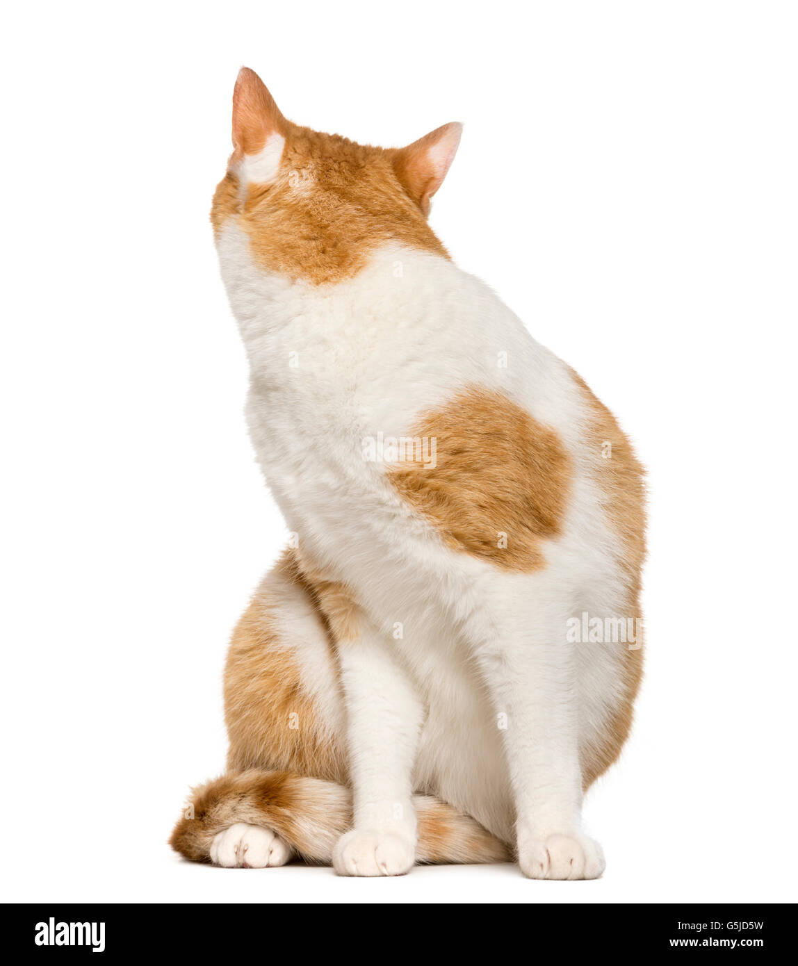 Cat looking back in hi-res stock photography and images - Alamy
