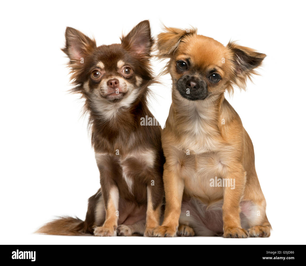 Two Chihuahuas sitting in front of white background Stock Photo - Alamy