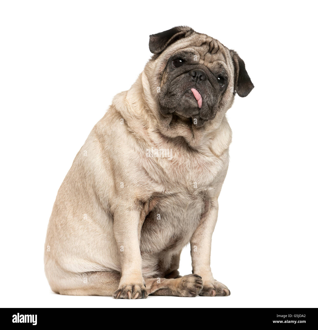 Old Pug sitting in front of white background Stock Photo - Alamy