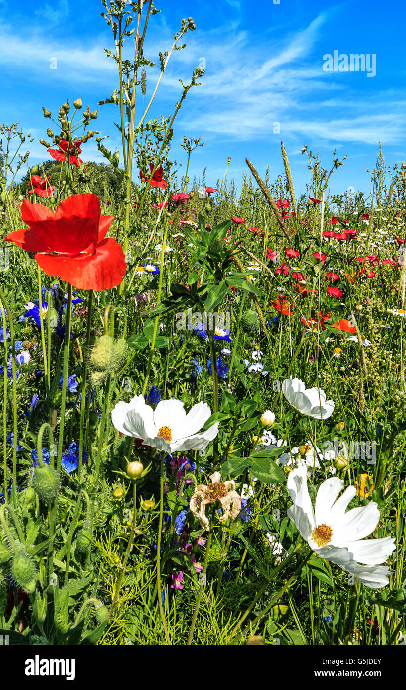 Summer wildflowers hi-res stock photography and images - Alamy