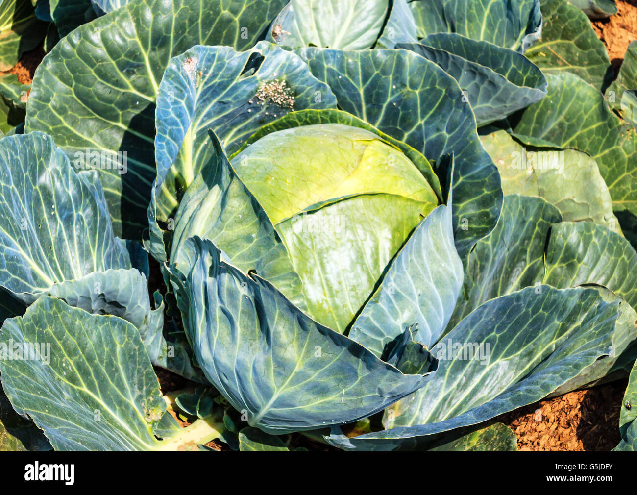 Growing white cabbage Stock Photo - Alamy
