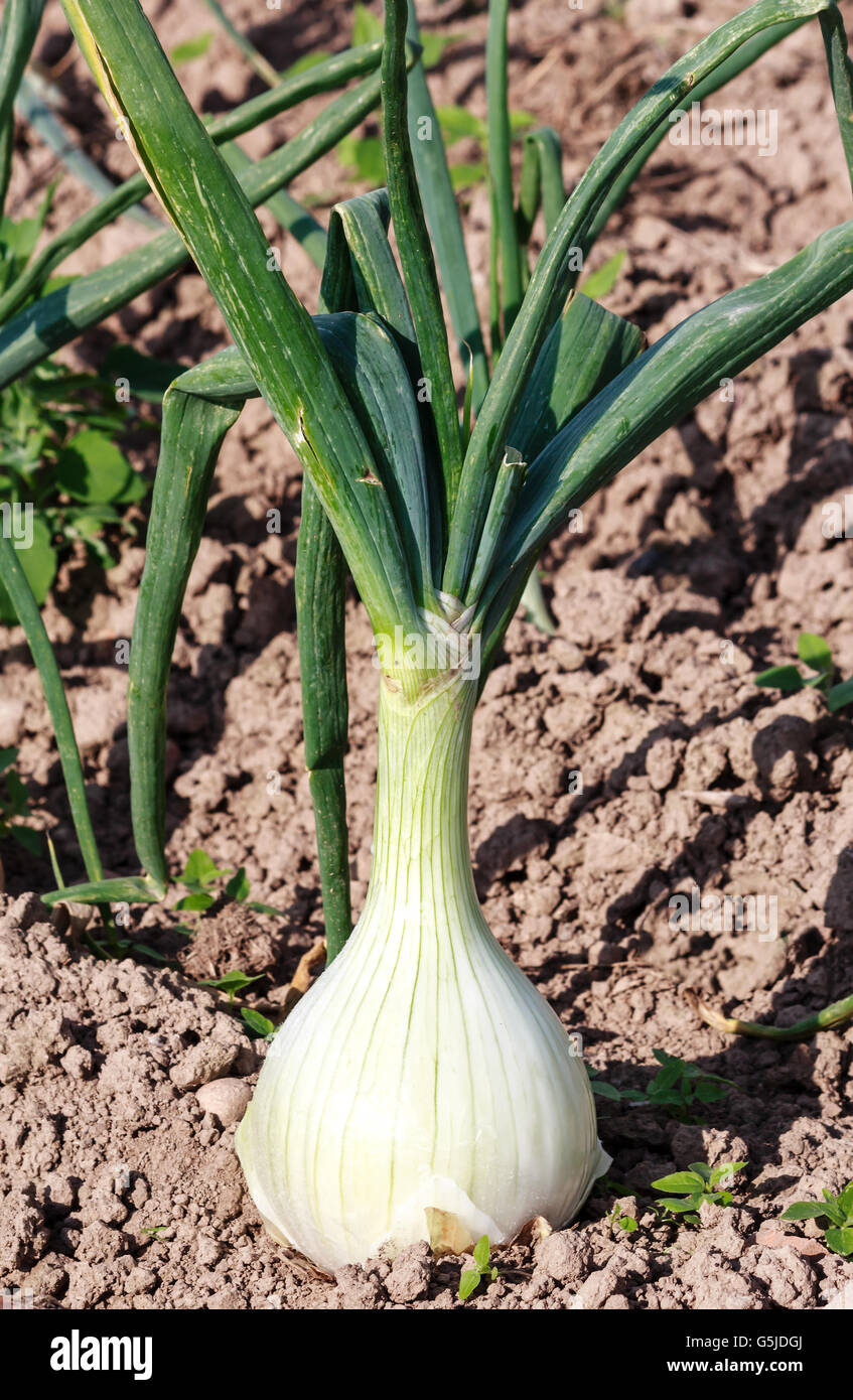 Scallion field hi-res stock photography and images - Alamy