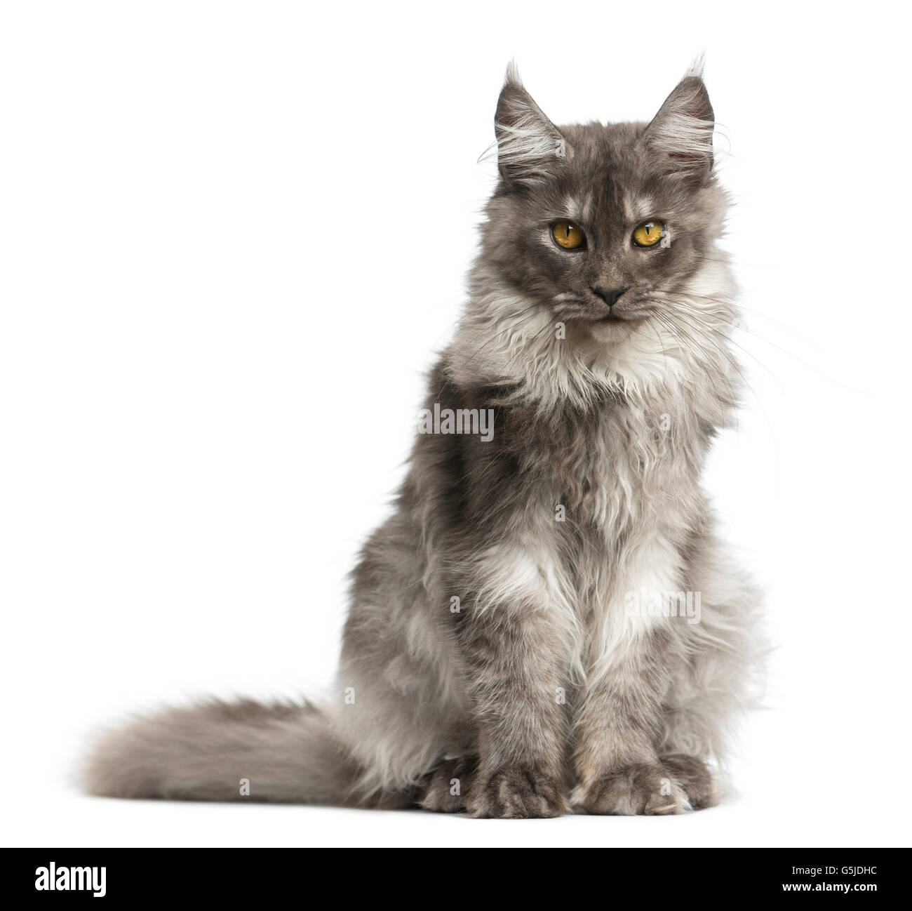 Maine Coon sitting in front of a white background Stock Photo - Alamy