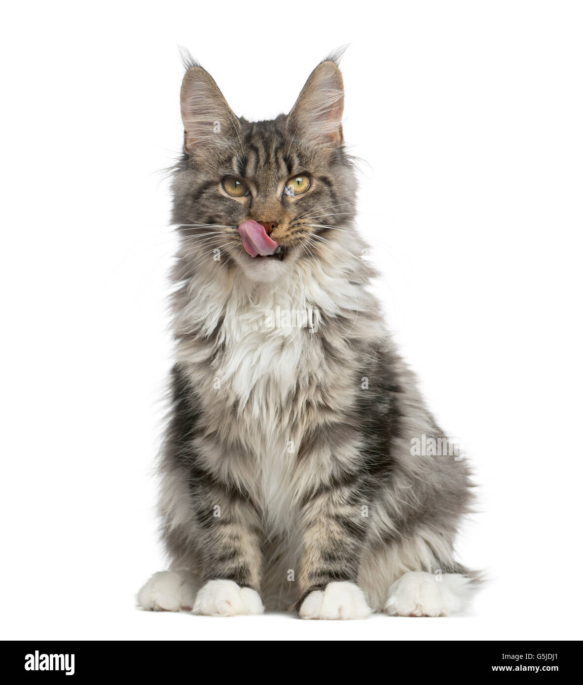 Maine Coon sitting in front of a white background Stock Photo - Alamy