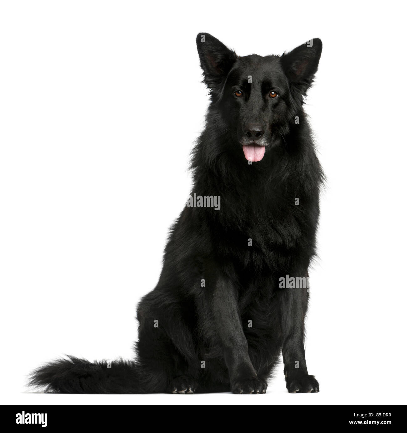 Groenendael sitting in front of a white background Stock Photo - Alamy