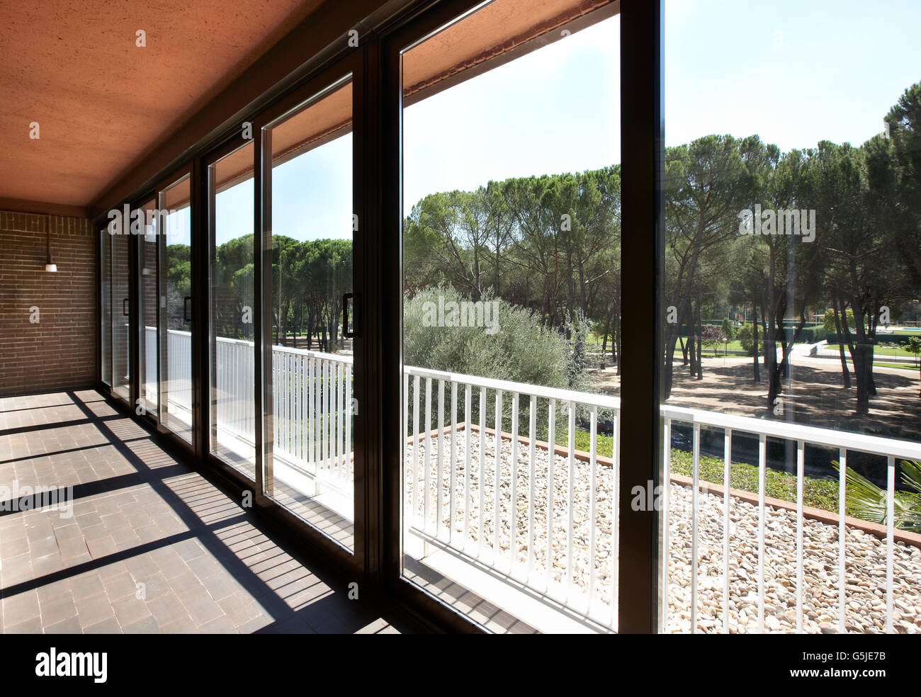 Interior view of pine forest hi-res stock photography and images - Alamy
