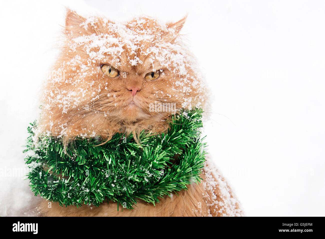 Portrait of persian cat in snow Stock Photo - Alamy